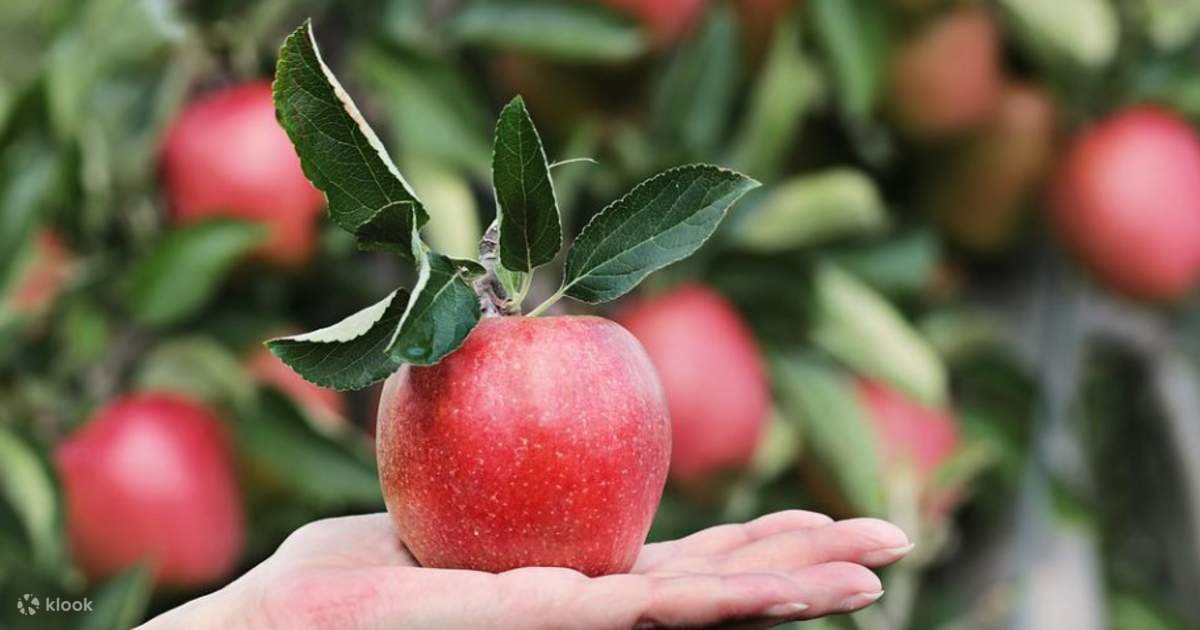 【Klook】ソウル発 高陽 2TOGO No.2 日帰りツアー | Klook